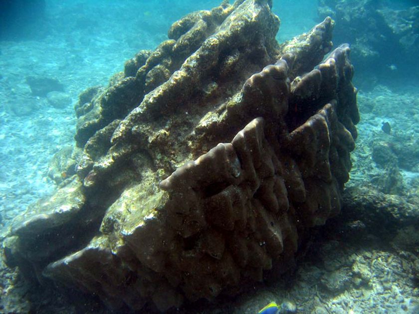 Pollution, fishing 'killing tsunami-hit Aceh reefs' - ABC News