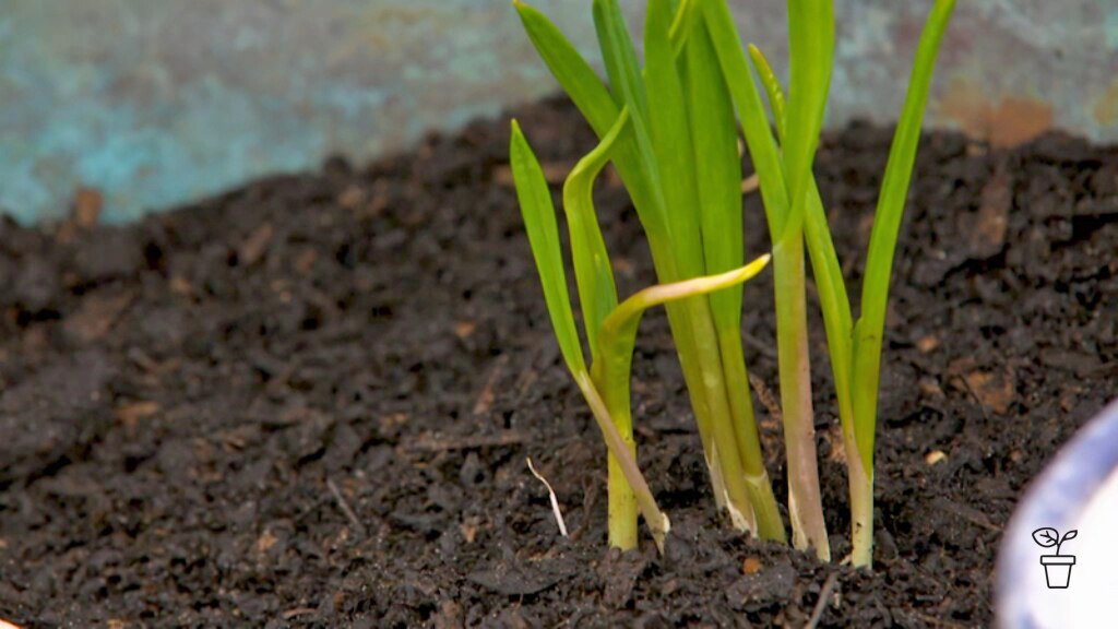 Top Tip: Propagating Sweet Potato - Gardening Australia