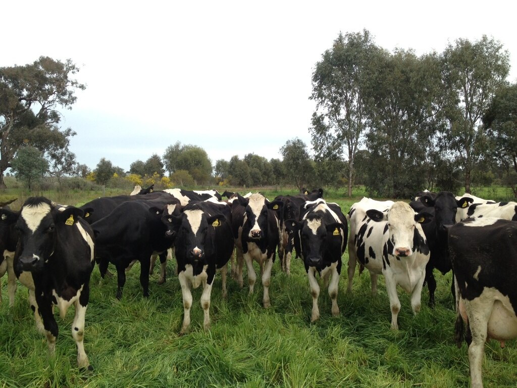 Queensland dairy farmers fear cheap southern cows could bring Bovine ...
