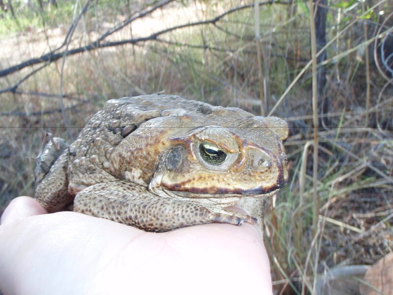 Cane toads beware: Australian water rats develop taste for invasive ...