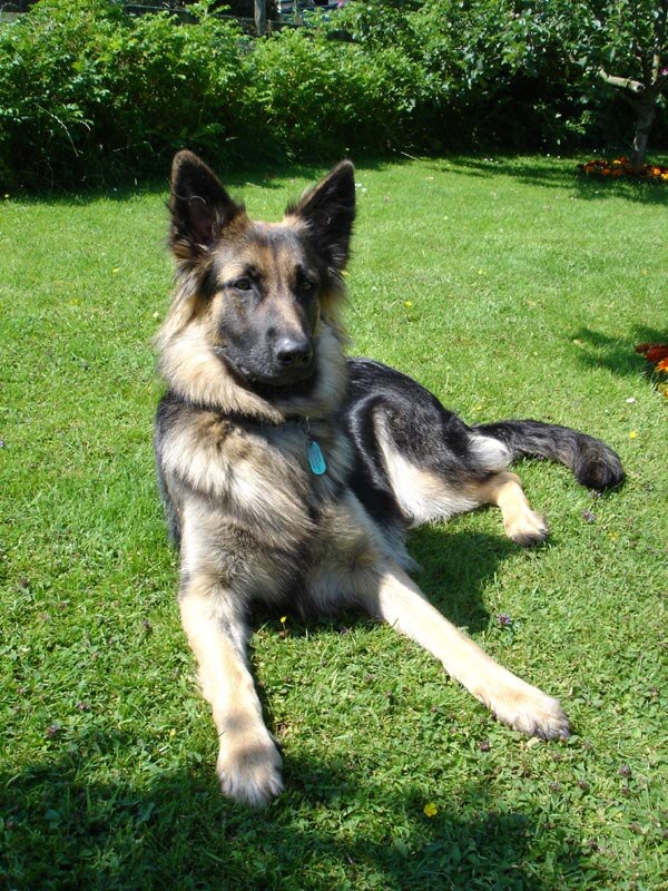 Residents back council in kennel dogfight - ABC News