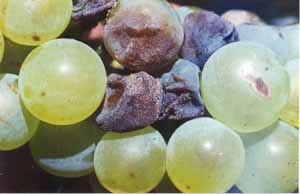 Research to stop the rot in subtropical vineyards - ABC News