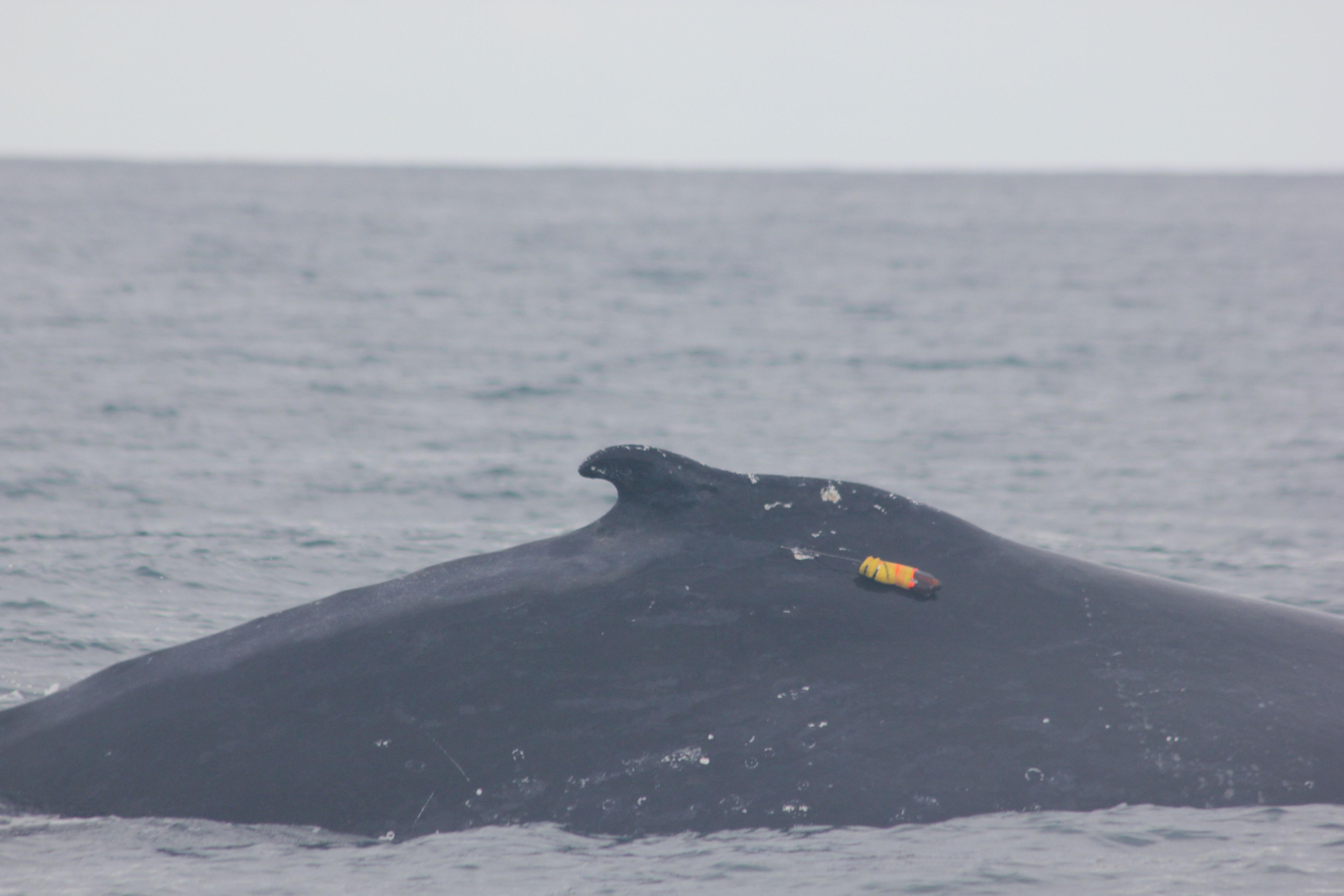Whale hearing tested off Qld coast to help protect the mammals from man ...