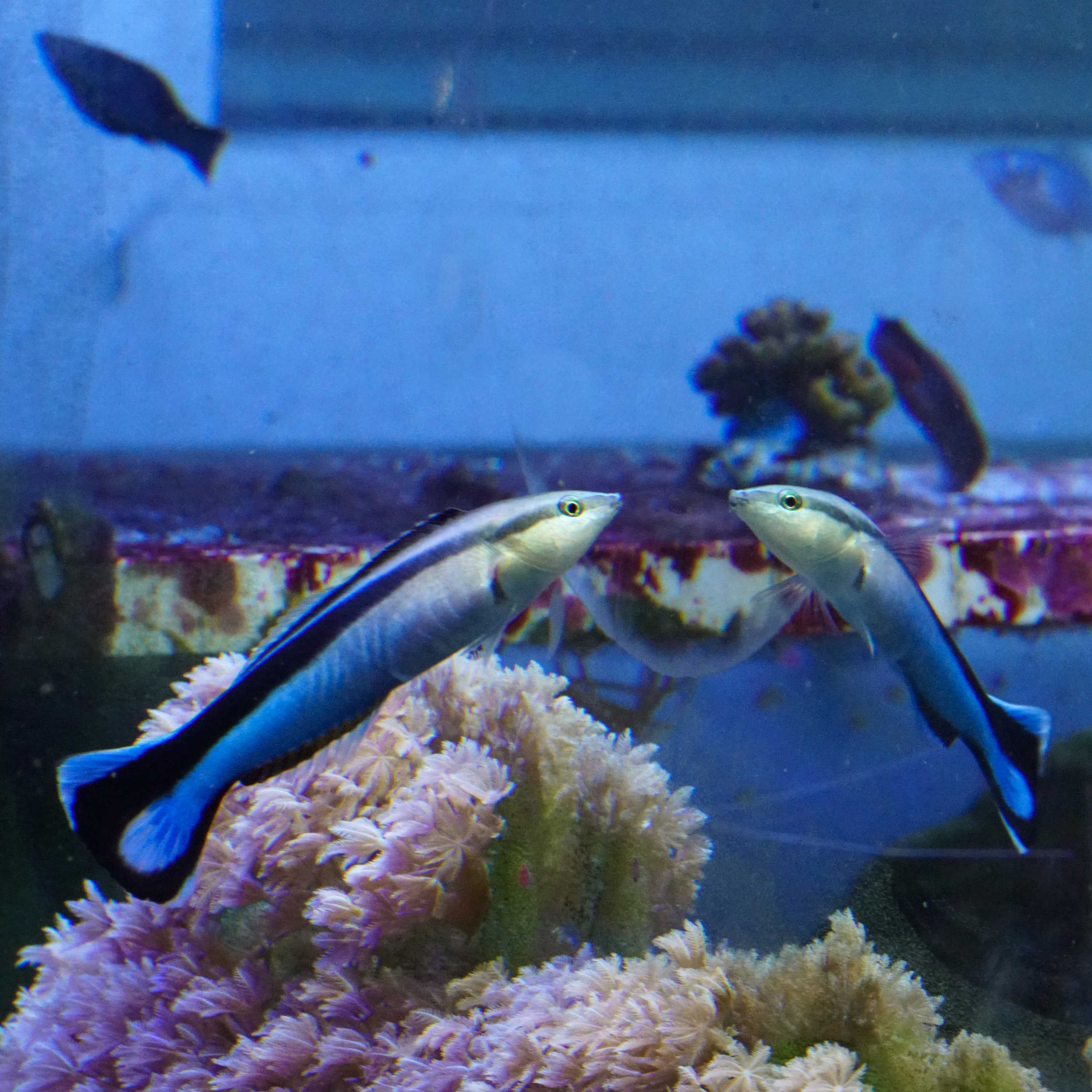 A tiny reef fish passes the mirror test. Does that mean it's smart ...