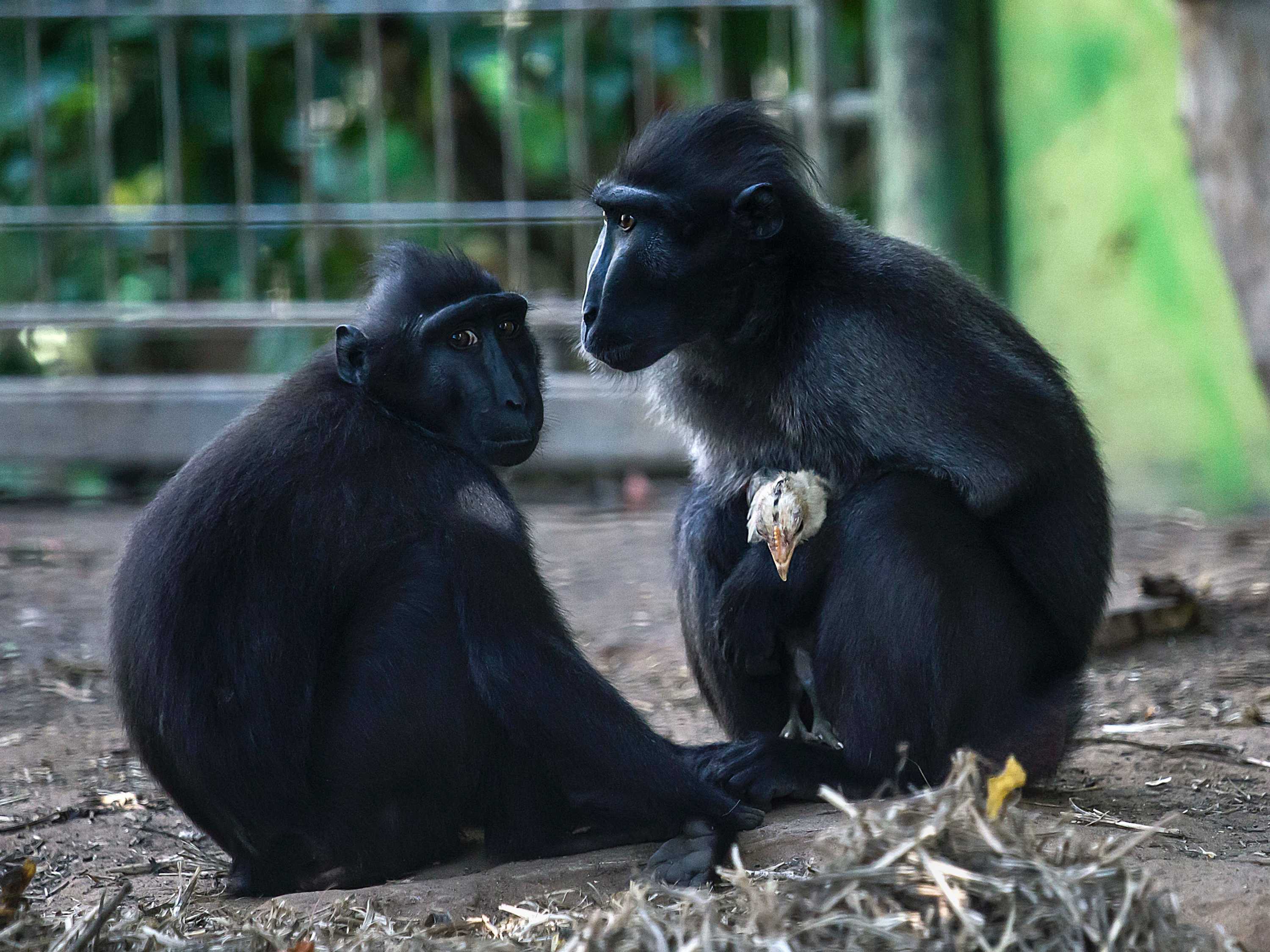 Lone chicken finds a monkey's love in Israeli zoo - ABC News