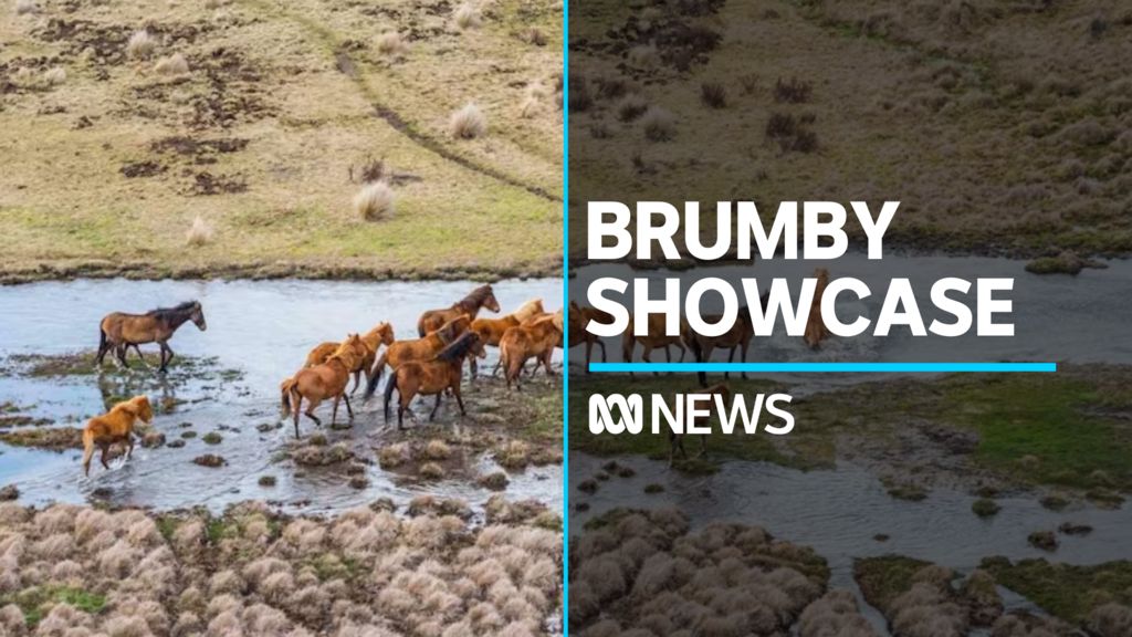 Queensland horse show highlights potential of wild brumbies - ABC News