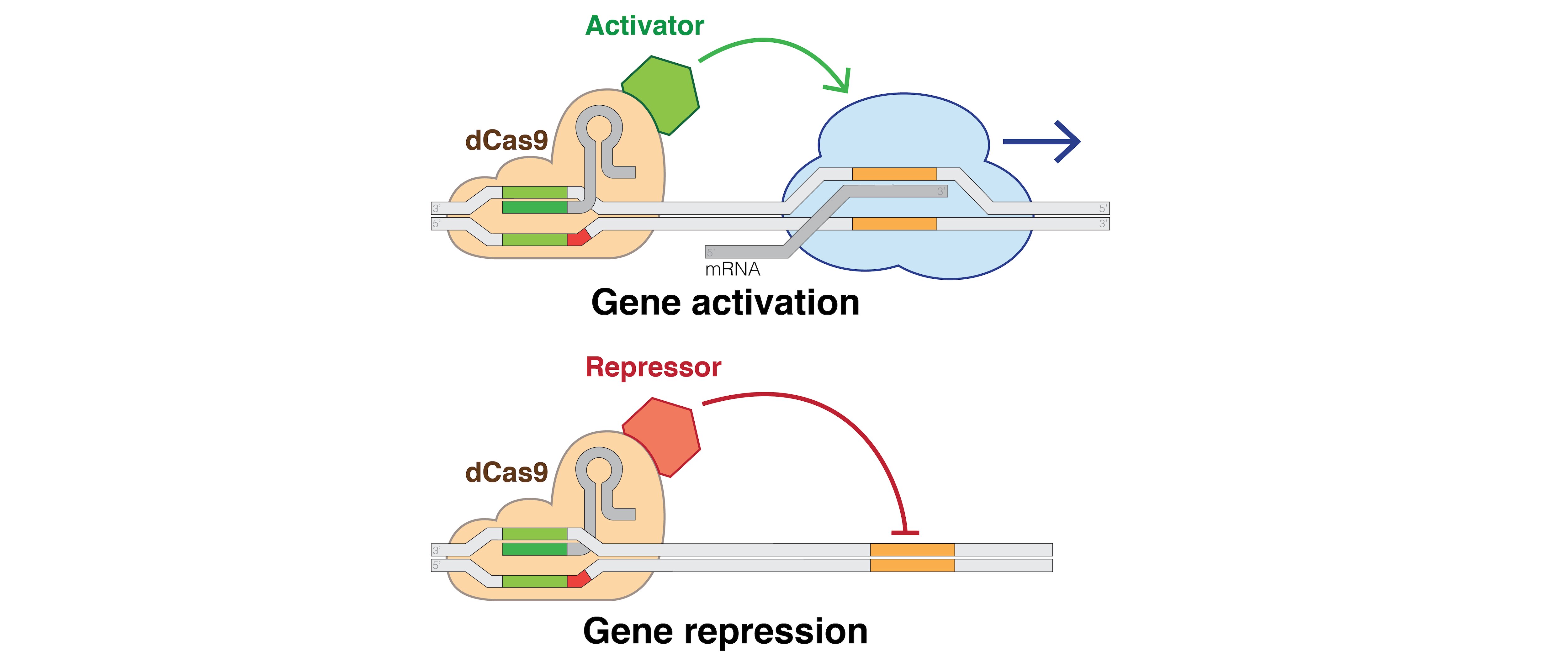 If CRISPR is so amazing, why can't we edit human genes yet? - ABC News