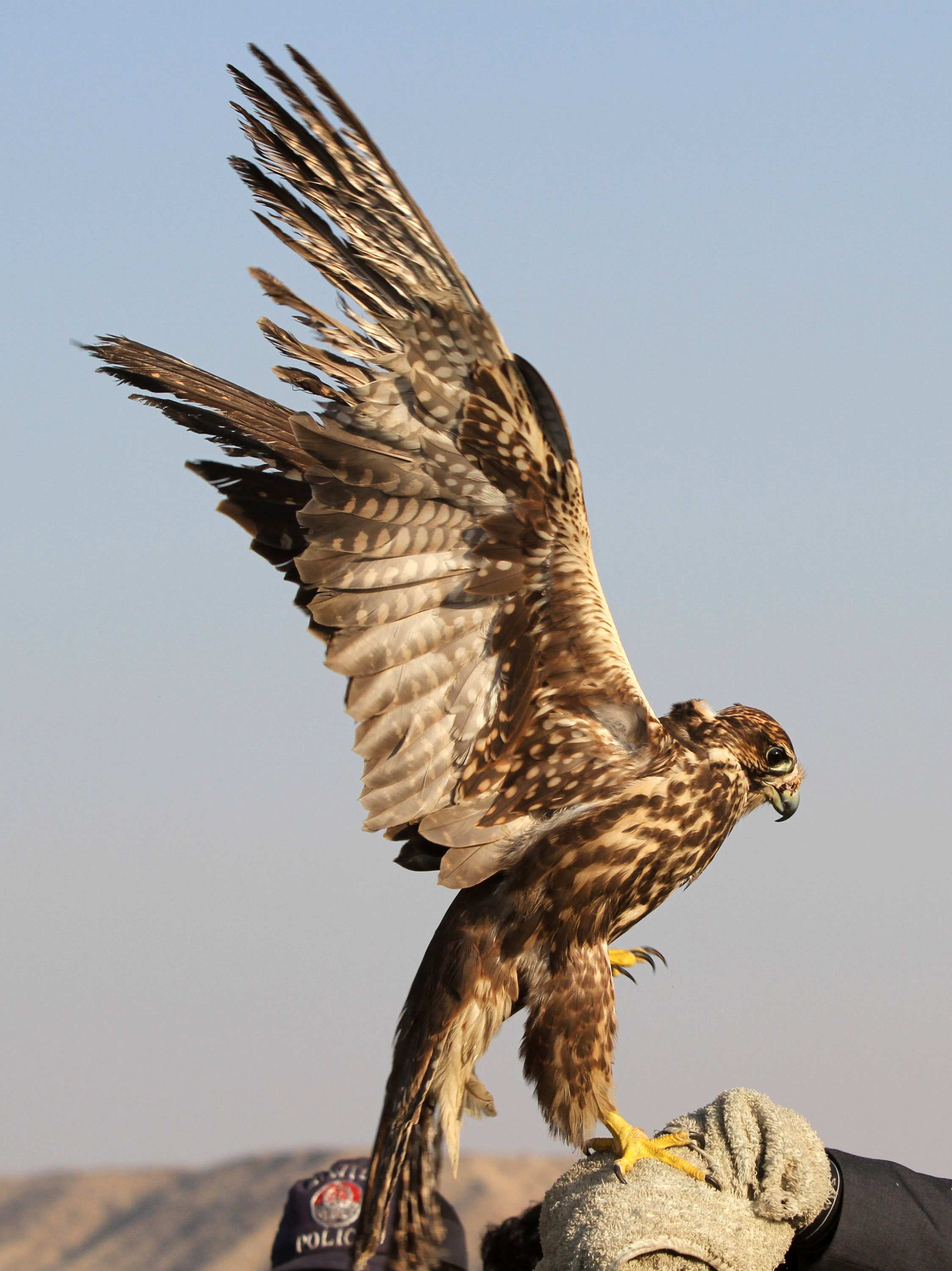 Dead falcon sparks spying fears on India border - ABC News