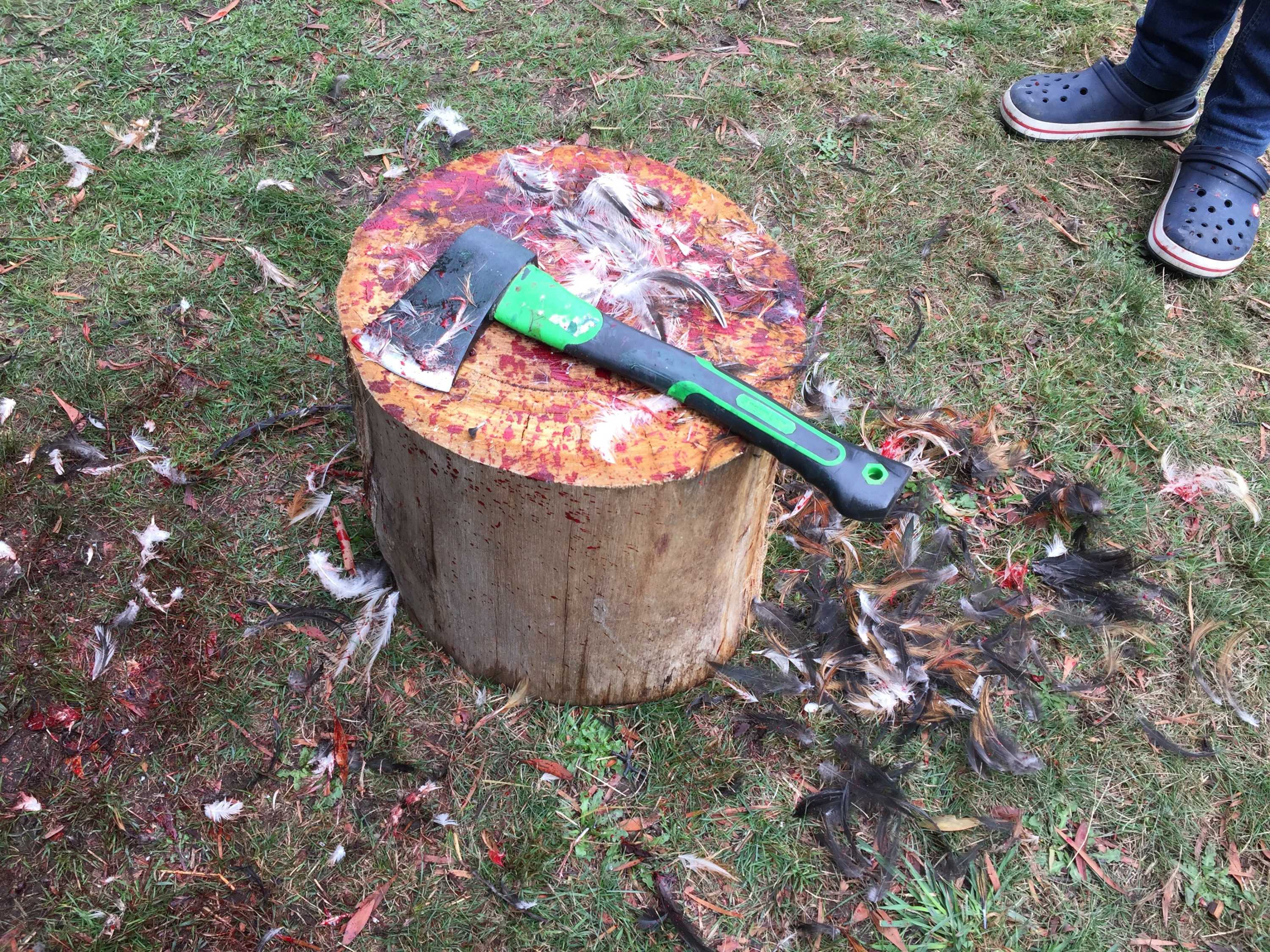 Meet the people learning to cull their own animals so they can feed ...