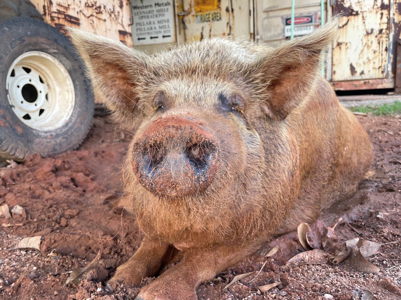 'Food-driven' Julia the pig turns 10 after making friends all over ...