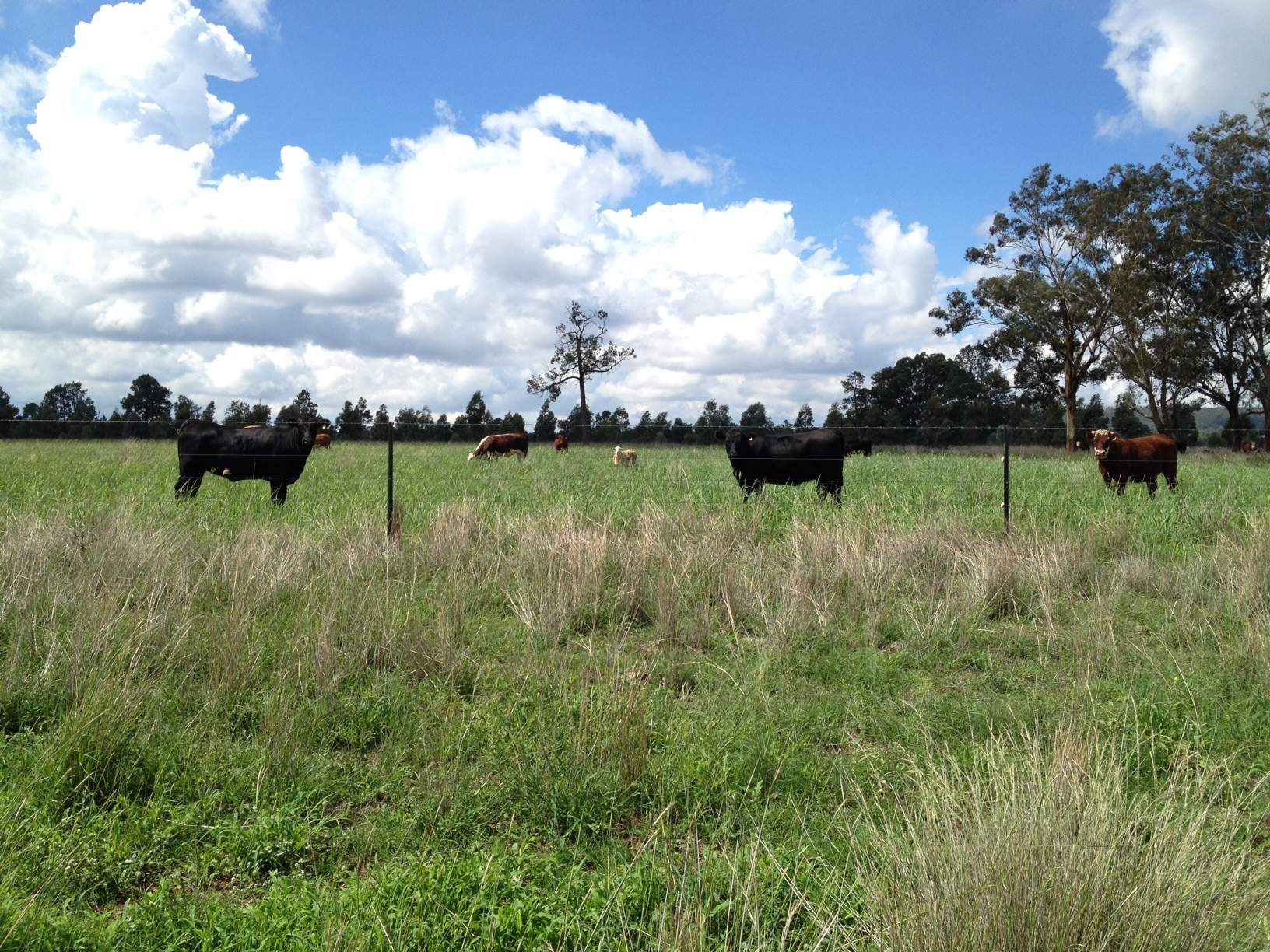 Beef Sustainability Report - ABC listen