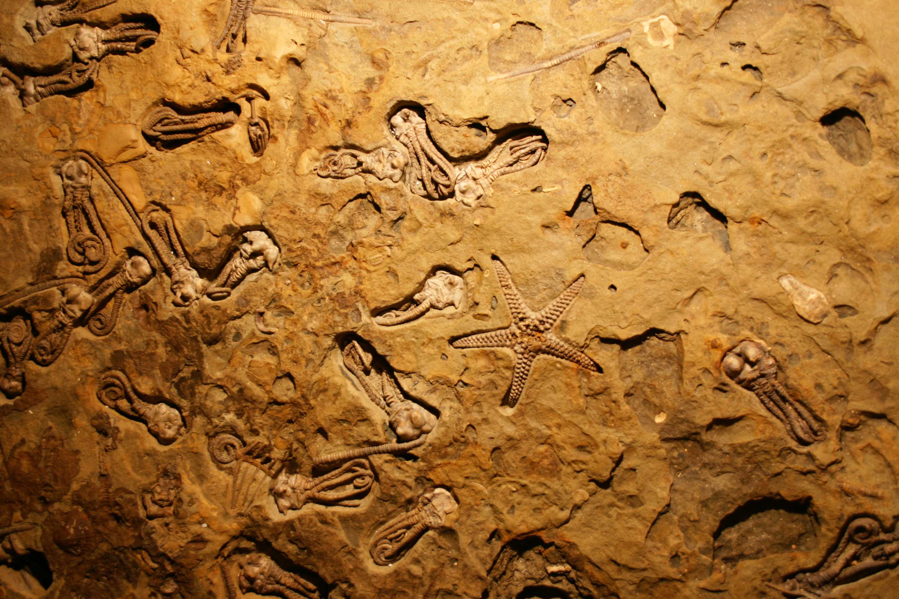 275-million-year-old starfish-like fossils unearthed in remote inland ...