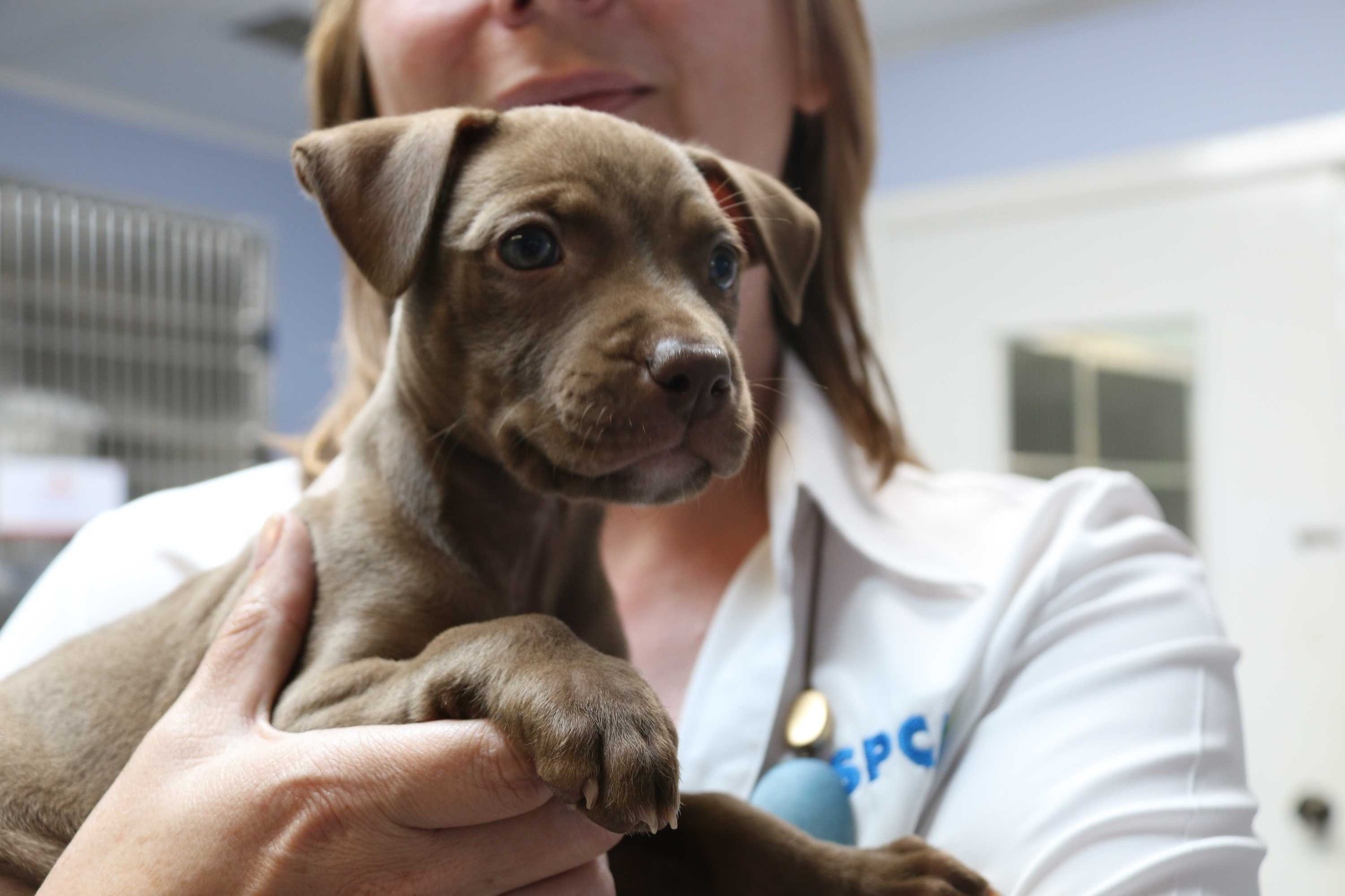 Animals experience similar mental health disorders to humans, but drug ...