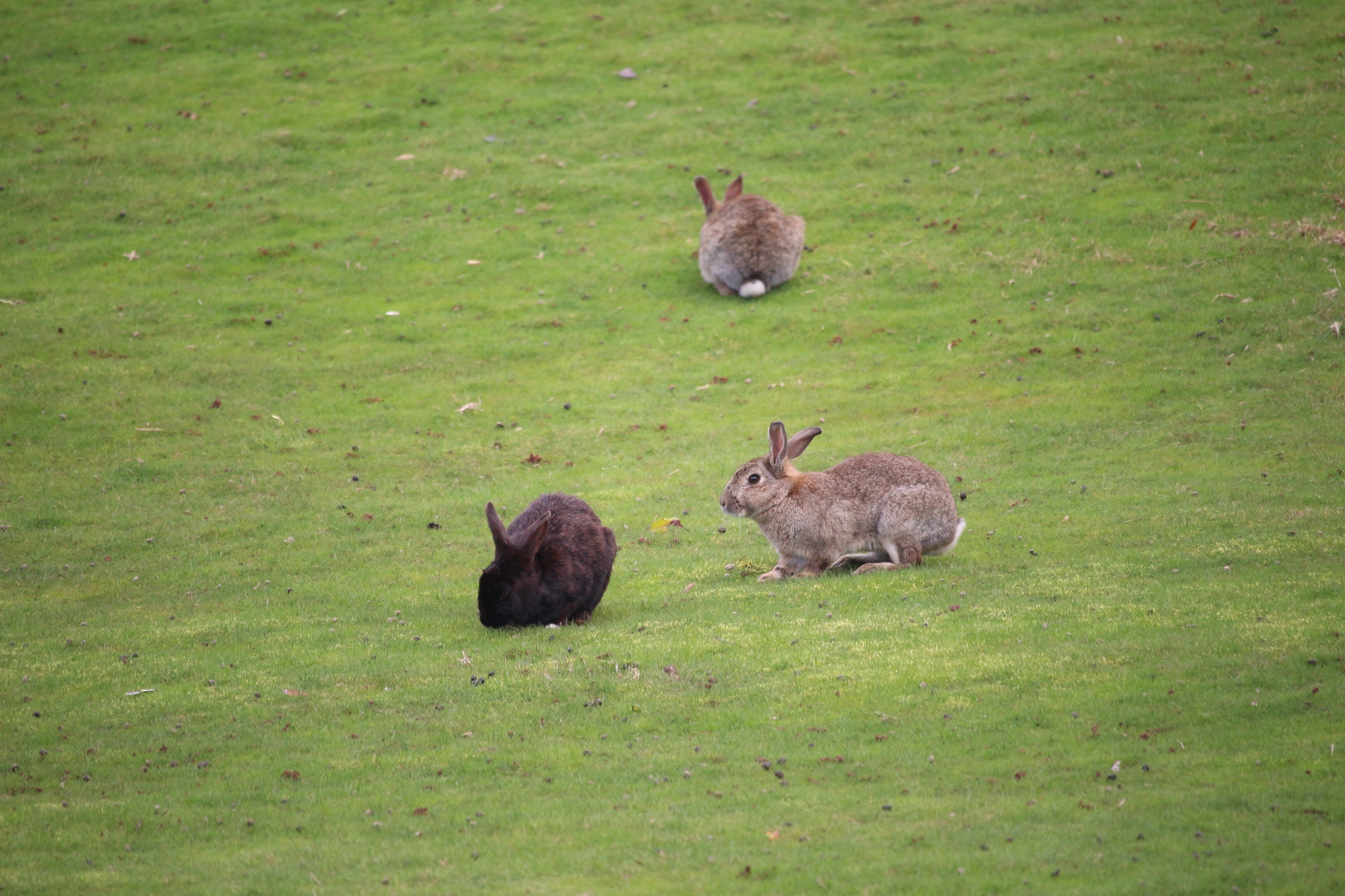 Burnie's 'Bunny Island' delights drivers on Tasmanian highway - ABC News
