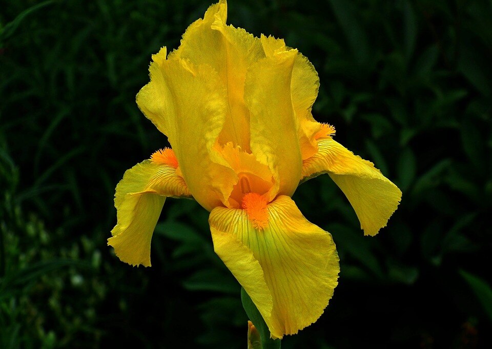 What is it about the colour Yellow? - ABC listen