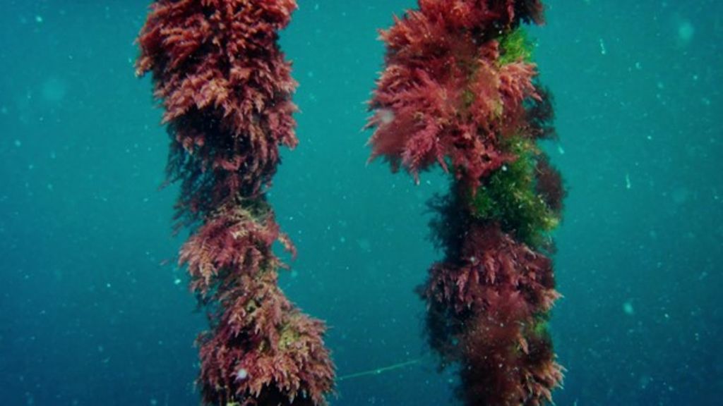 Seaweed Trials: Could native seaweed turn agriculture green? - ABC News