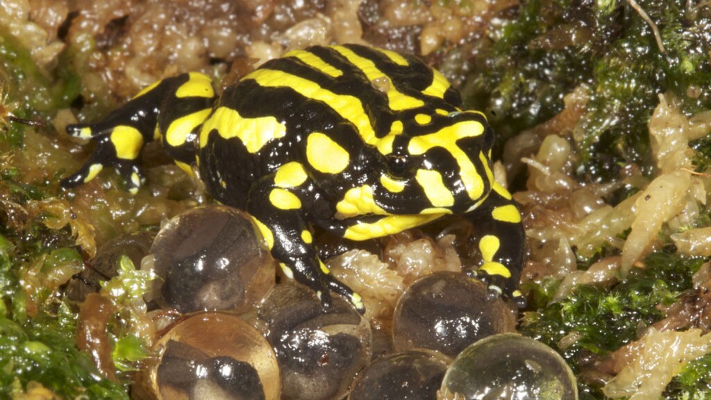 Record number of Southern Corroboree Frog eggs released - ABC News