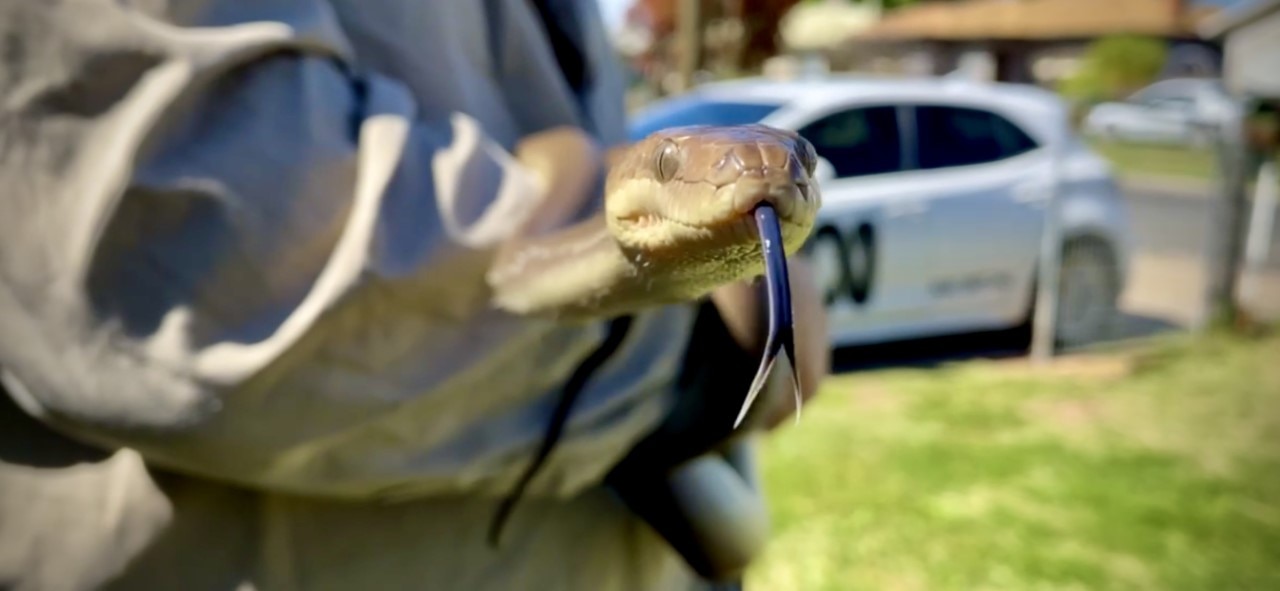 Snake numbers to boom as wet, warm weather creates perfect breeding ...