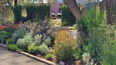 Growing Succulents - Gardening Australia