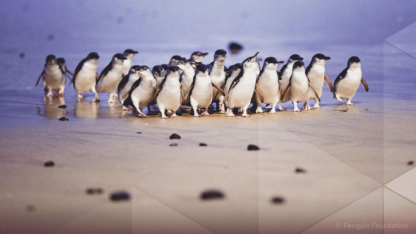 Penguin Researchers - Behind The News