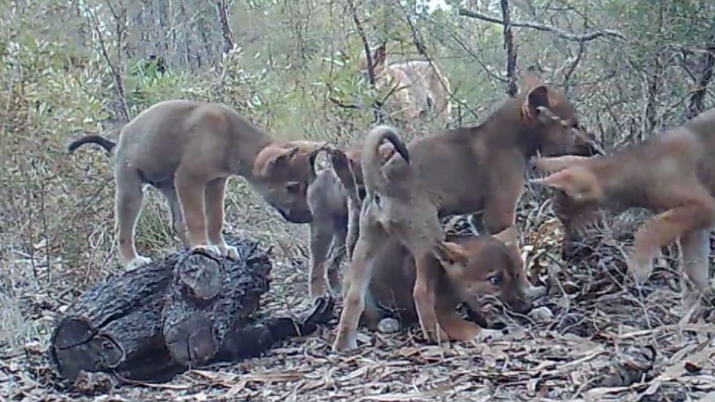 Dingo pups filmed by trail cameras emerging from dens on K'gari-Fraser ...