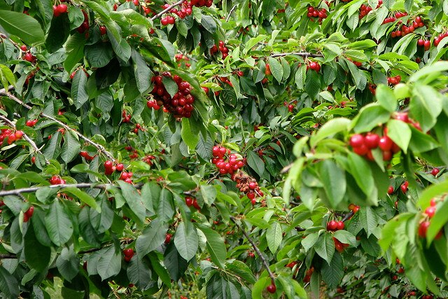 NSW authorities calling for growers to test trees for cherry virus ...
