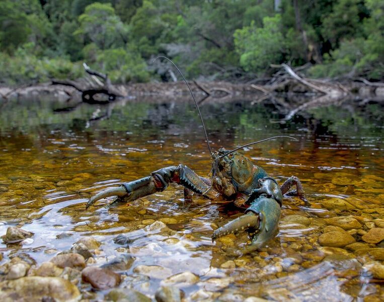 Tasmania's giant freshwater crayfish threatened by logging plan ...