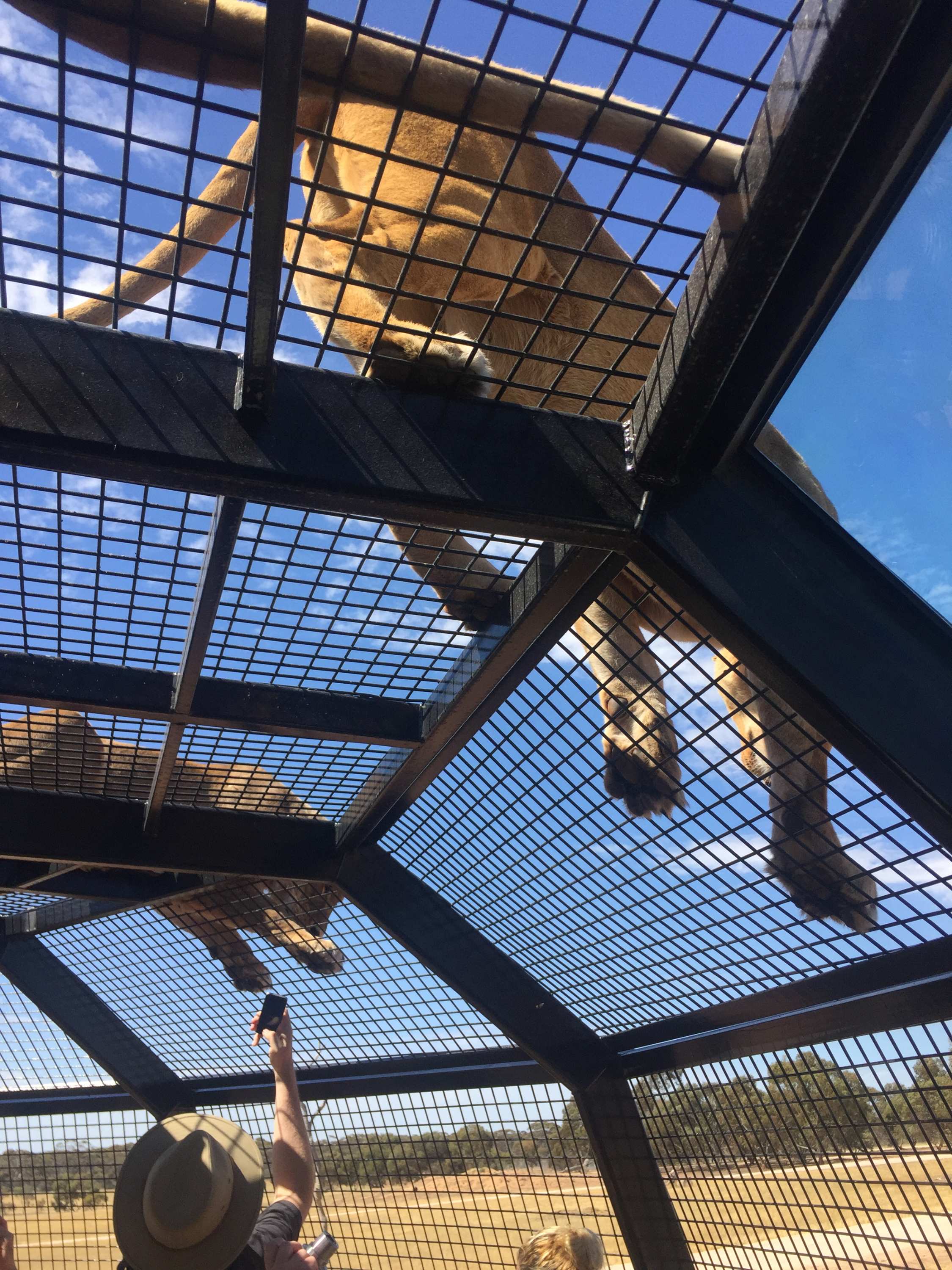 Monarto Zoo people cage tipped for roaring success as visitors get ...