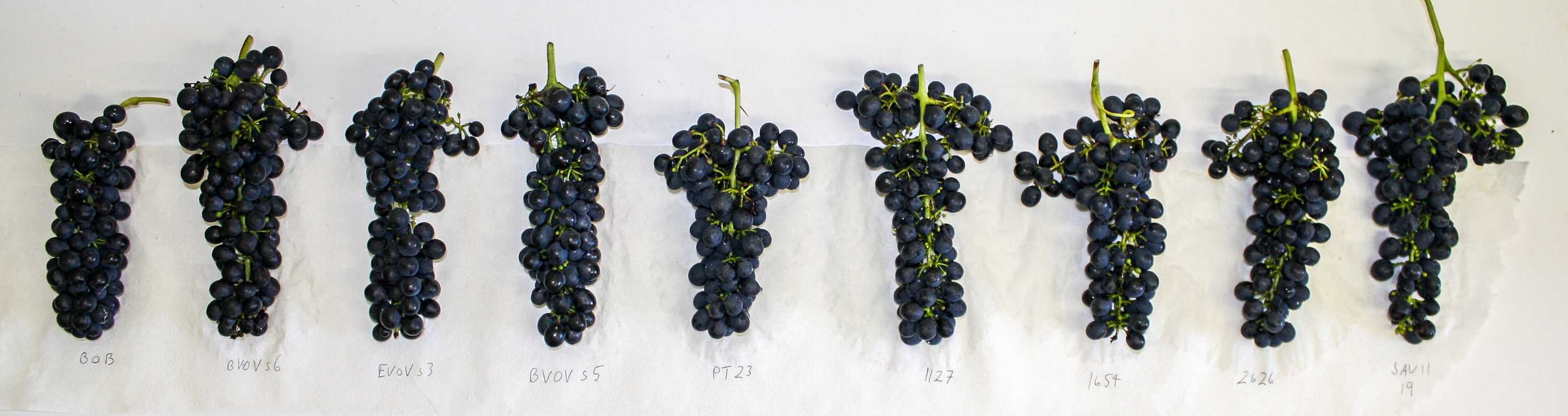 Winemaking's future lies in old vine clones - ABC News