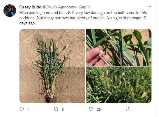 Mouse numbers on the rise in parts of north-western New South Wales ...