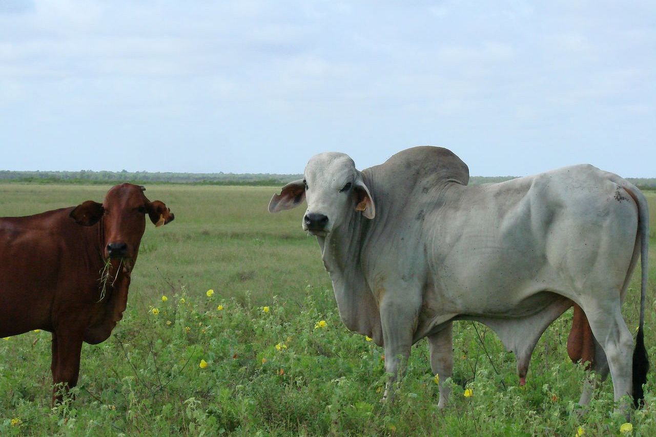 Cattle breeding: keep it simple - ABC News