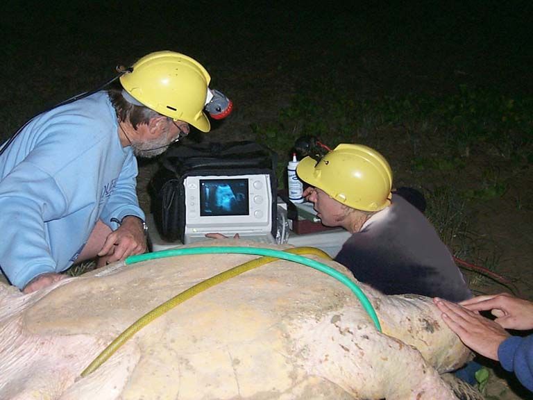 Turtle conservation researcher Col Limpus from Mon Repos rookery ...