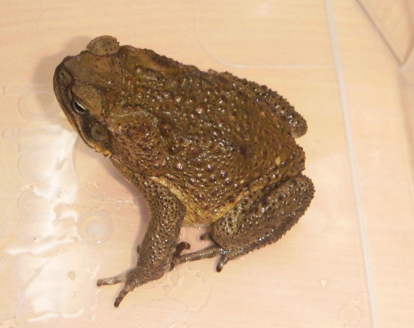Invasive cane toad found in Bayswater garden - ABC News