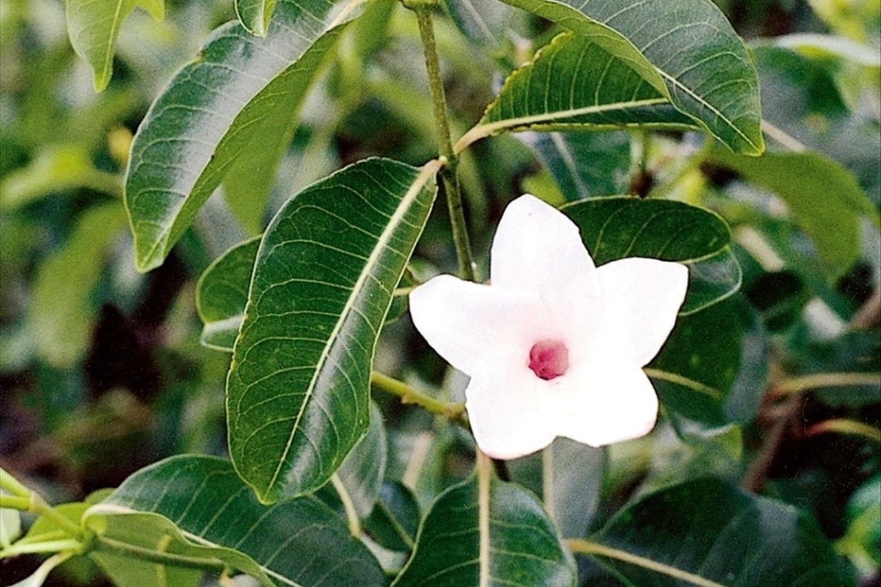 How smart technology is helping to save a Kimberley river from ...