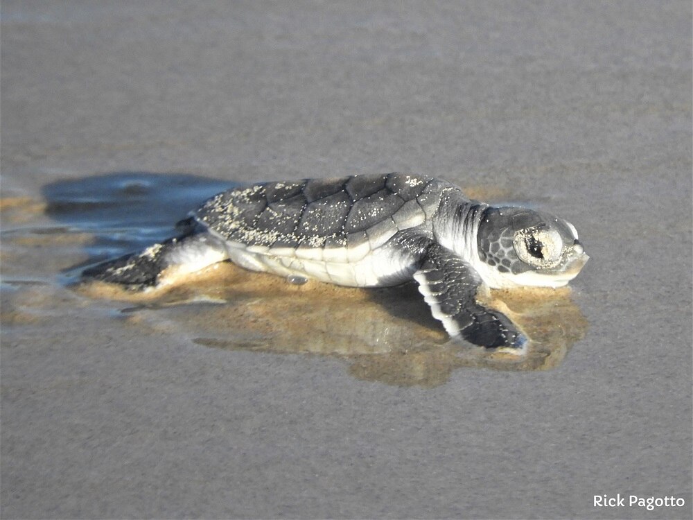Local photographer snaps tiny sea turtle hatchlings race for ocean at ...