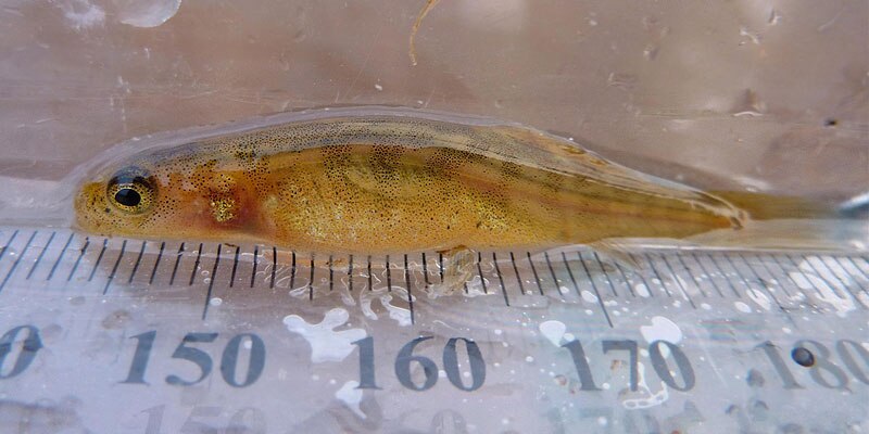 Tasmanian Energy Minister's 'incompetence' blamed for endangered native ...