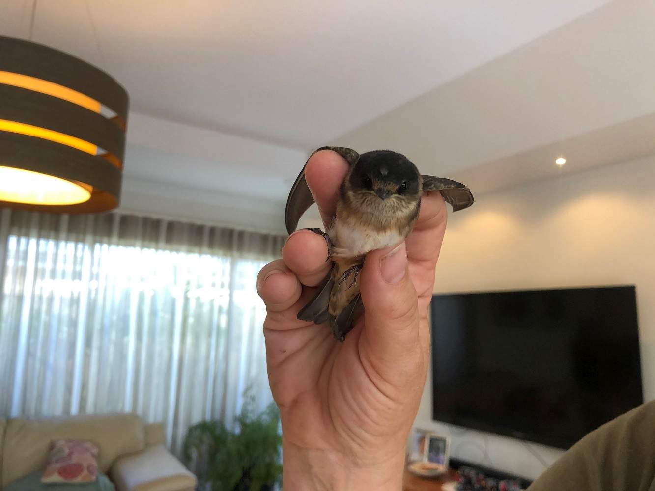 Cold snap blamed for mass deaths of tree martin birds in WA's South ...