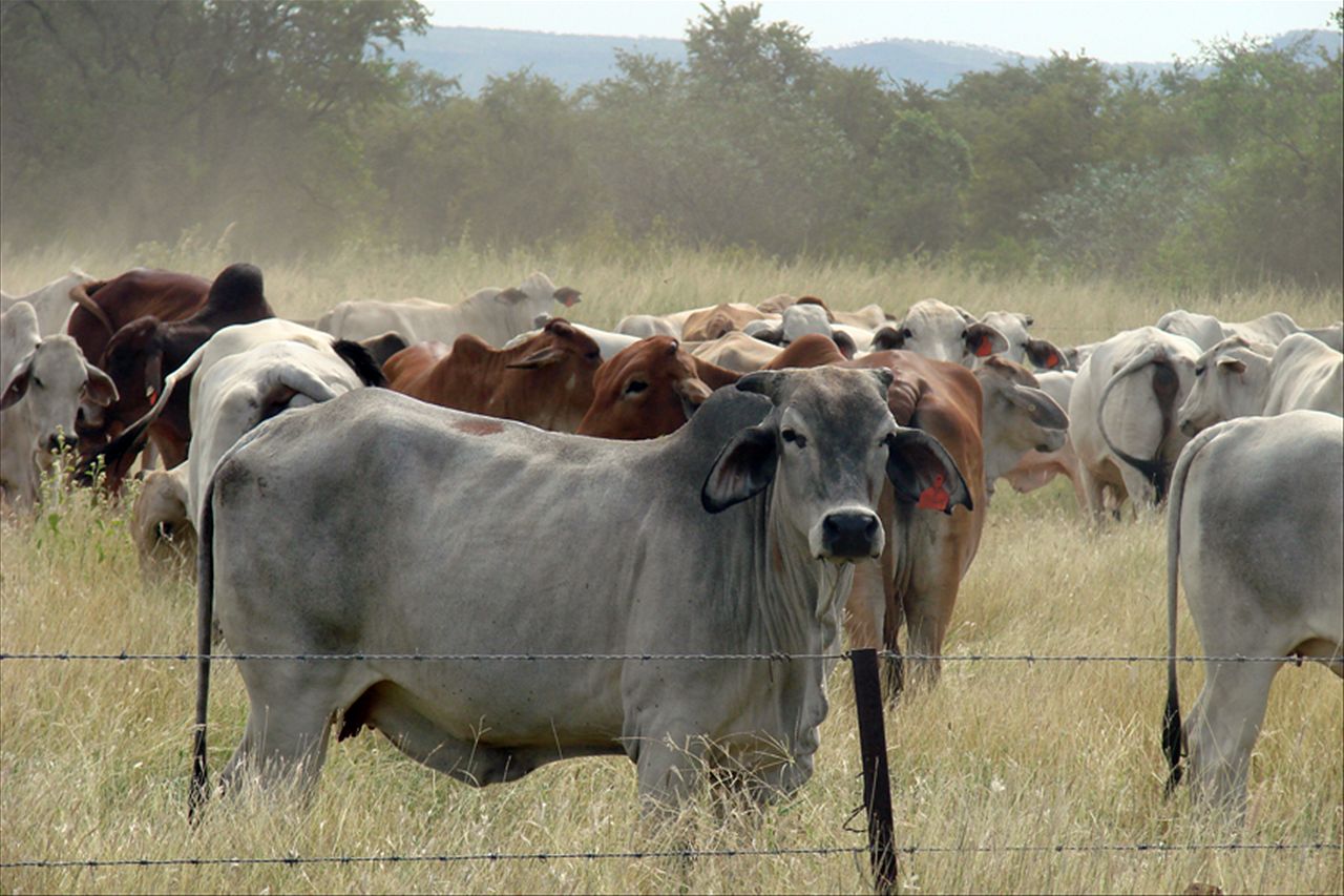 Early taste of the Wet hampers NT cattle muster - ABC News