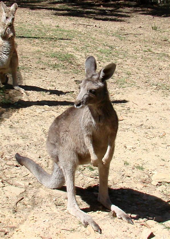 Kangaroos poisoned by fluoride - ABC News