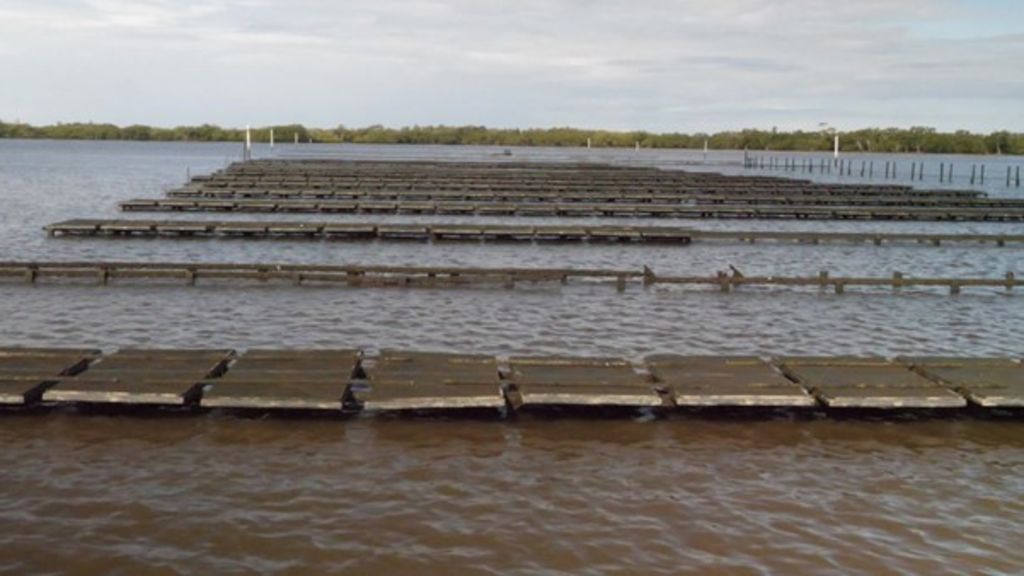Oyster Recovery: Port Stephens two years on from QX outbreak - ABC News