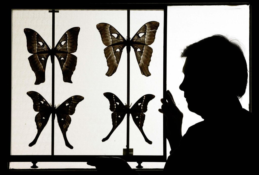 Legless lizards, mouthless moths and wingless flies: Meet the ...