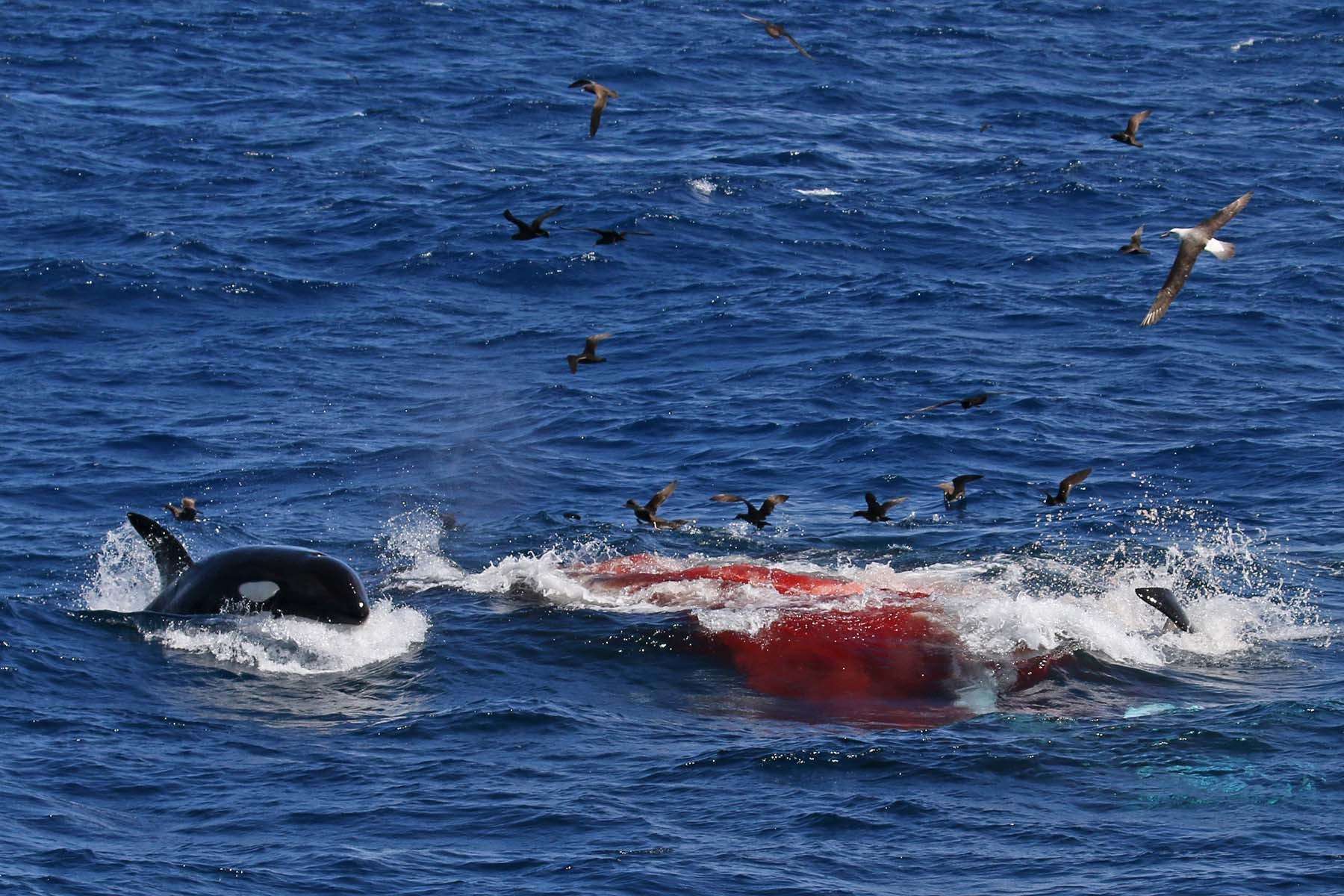 Killer whales live up to name in bloodbath off Bremer Bay - ABC News