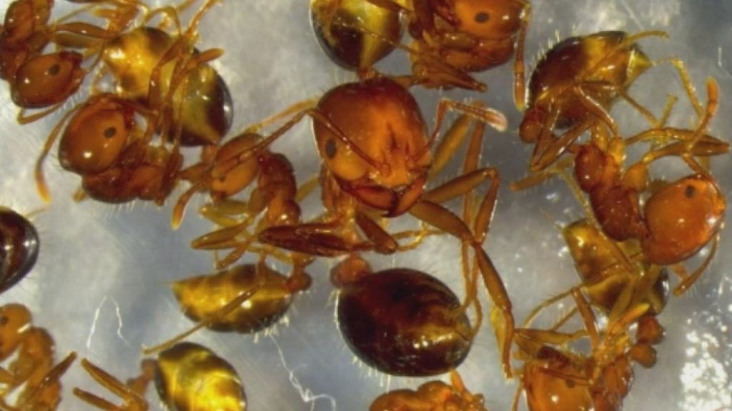 Time running out to wipe out deadly, invasive red fire ant - ABC News
