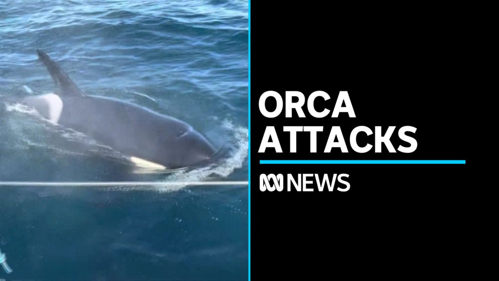 Scientists puzzled after orcas sink three boats - ABC News