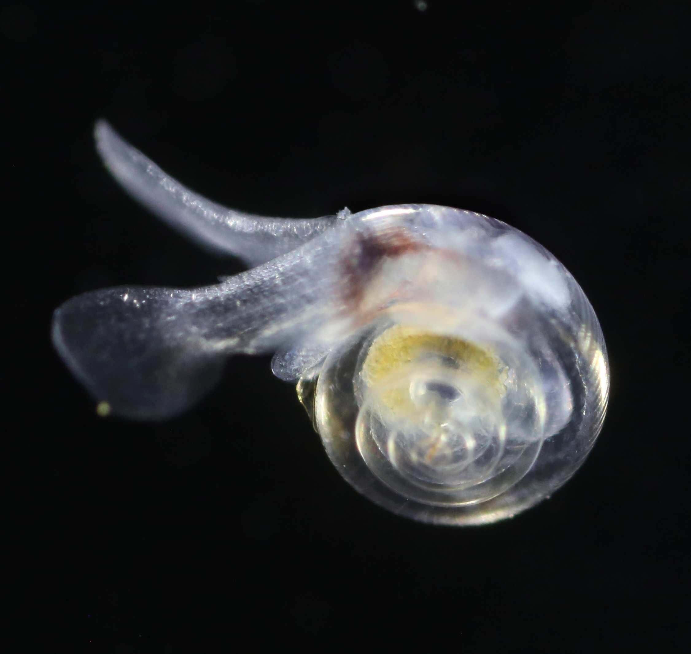 Acidic oceans are dissolving shells of tiny sea snails, researchers ...