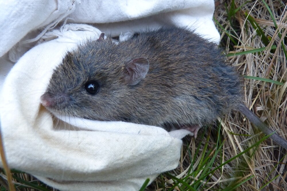 Wildlife bioscan uncovers unique alpine creatures in Victoria - ABC ...