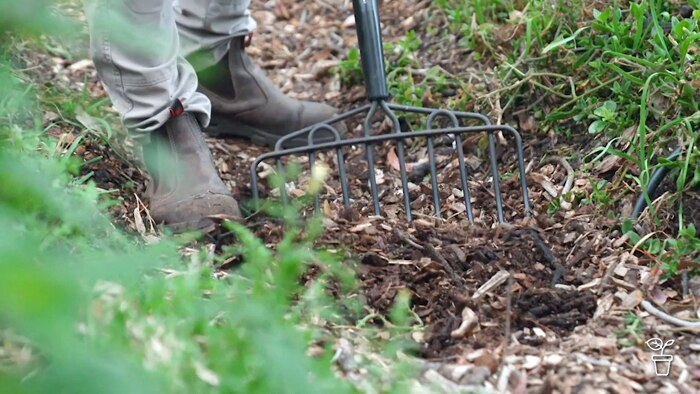Pruning 101 - Gardening Australia