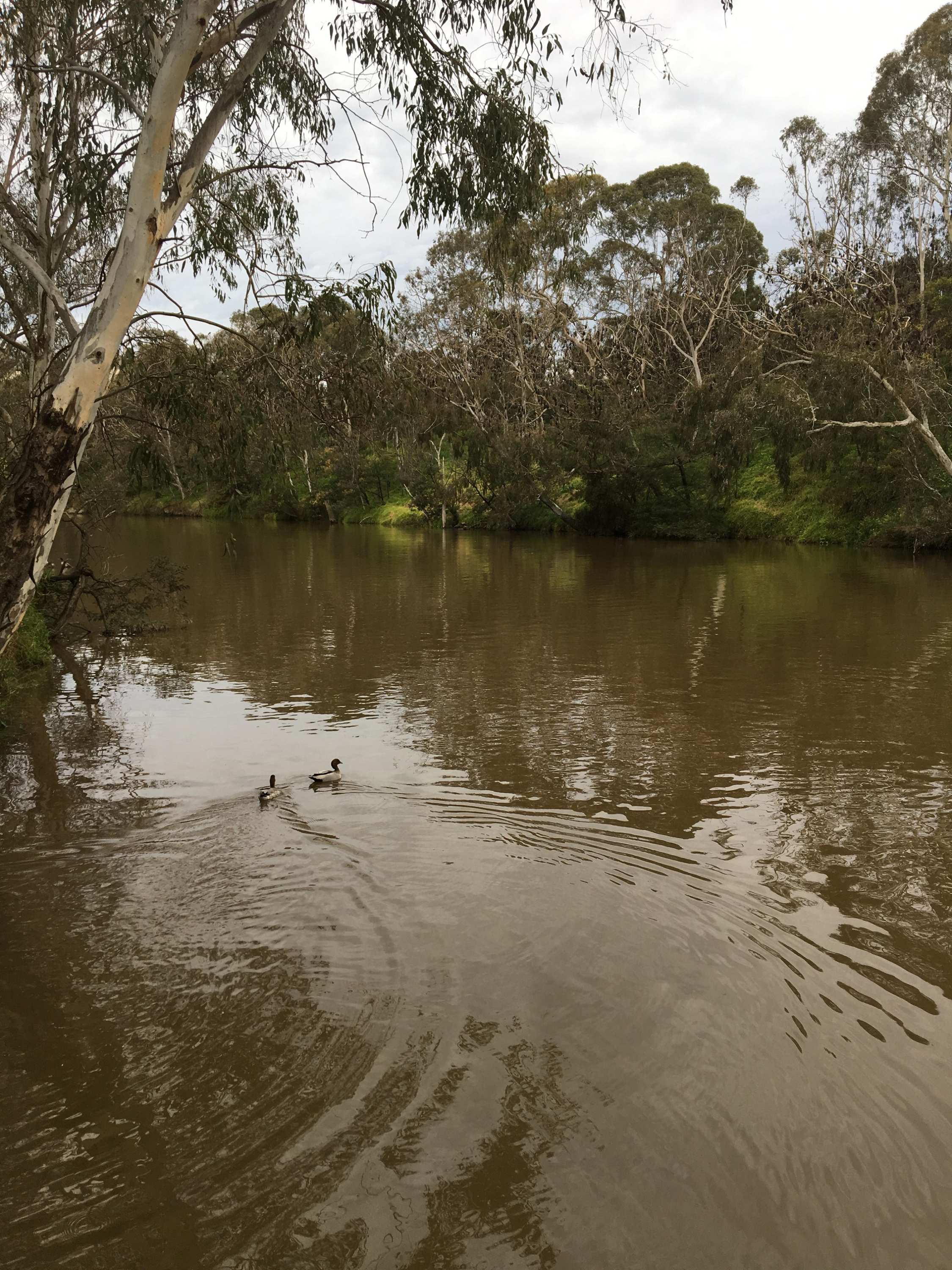 Wilam: A Birrarung Story - ABC listen