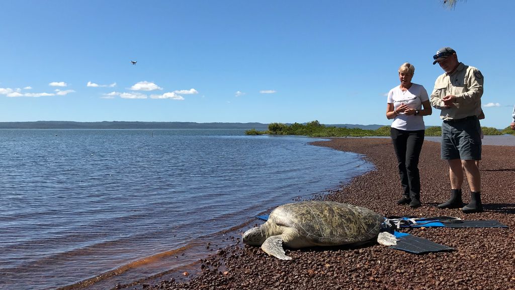 Green turtle returns to the wild after lifesaving surgery - ABC News
