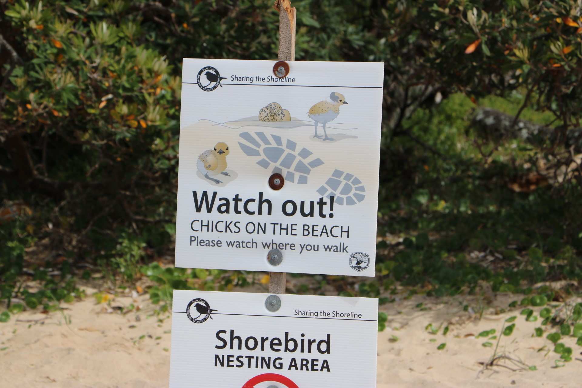 Bird conservation success: Beach warning signs and fences protect ...